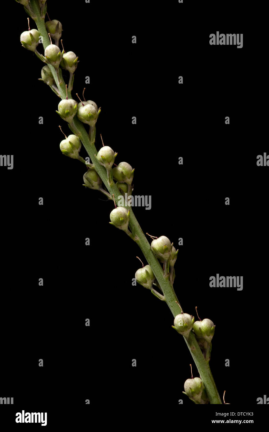 Foxglove, (Digitalis Purpurea) Unripe Fruits Stock Photo - Alamy