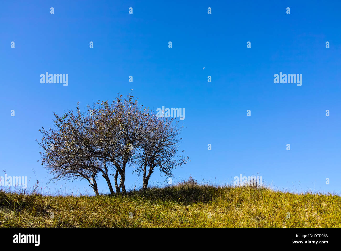 Trees under the sunshine in outside Stock Photo - Alamy