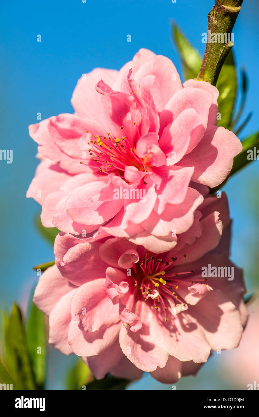 Spring Sunshine Peach Stock Photos & Spring Sunshine Peach Stock Images ...