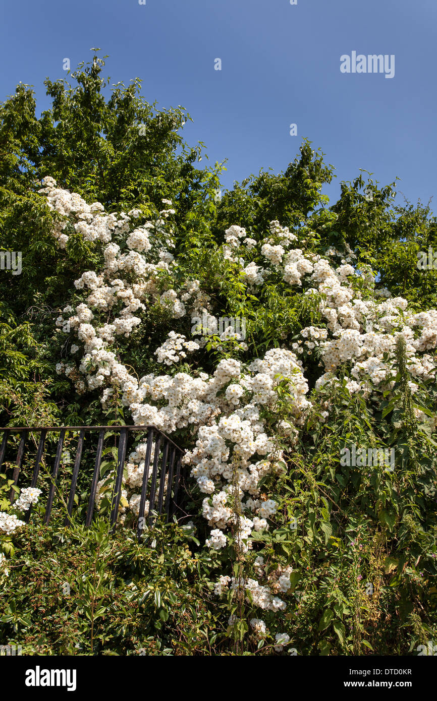 Hawthorn Bush, Castle Hedingham, Essex England Stock Photo - Alamy