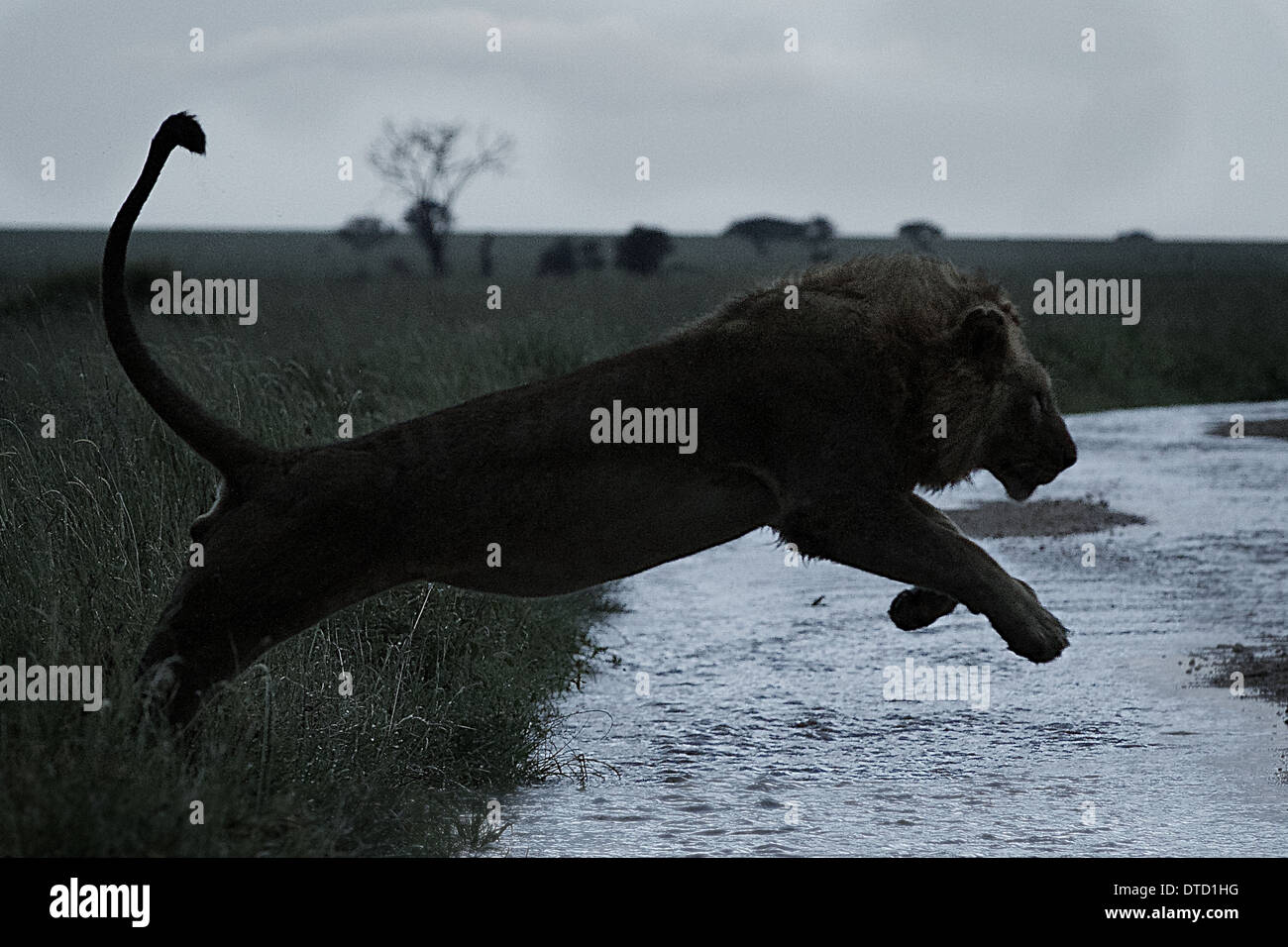 Jumping of the lion hi-res stock photography and images - Alamy