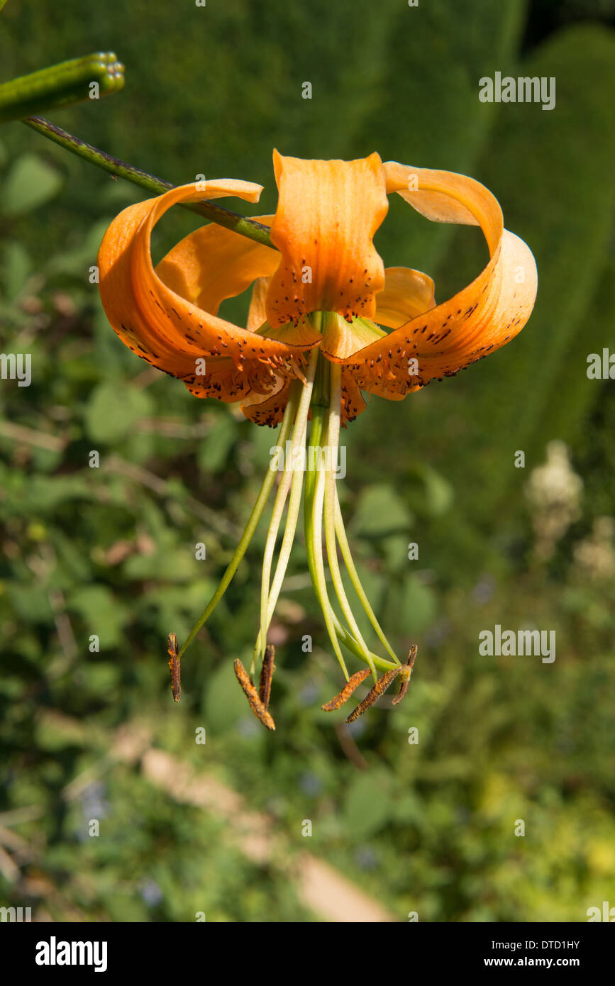 Lilium Henryi Stock Photos & Lilium Henryi Stock Images - Alamy