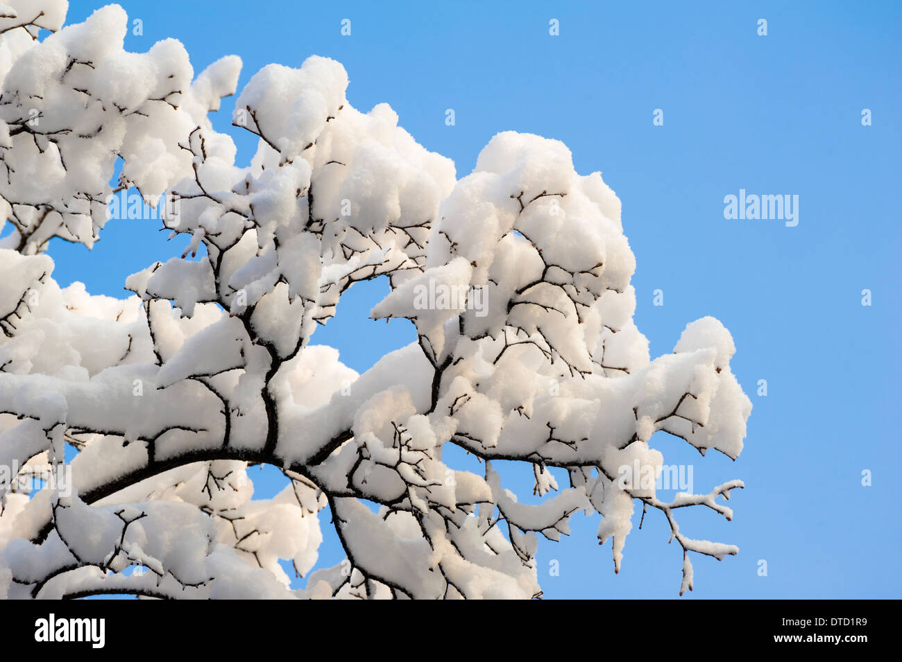 Snow on tree flower hi-res stock photography and images - Alamy