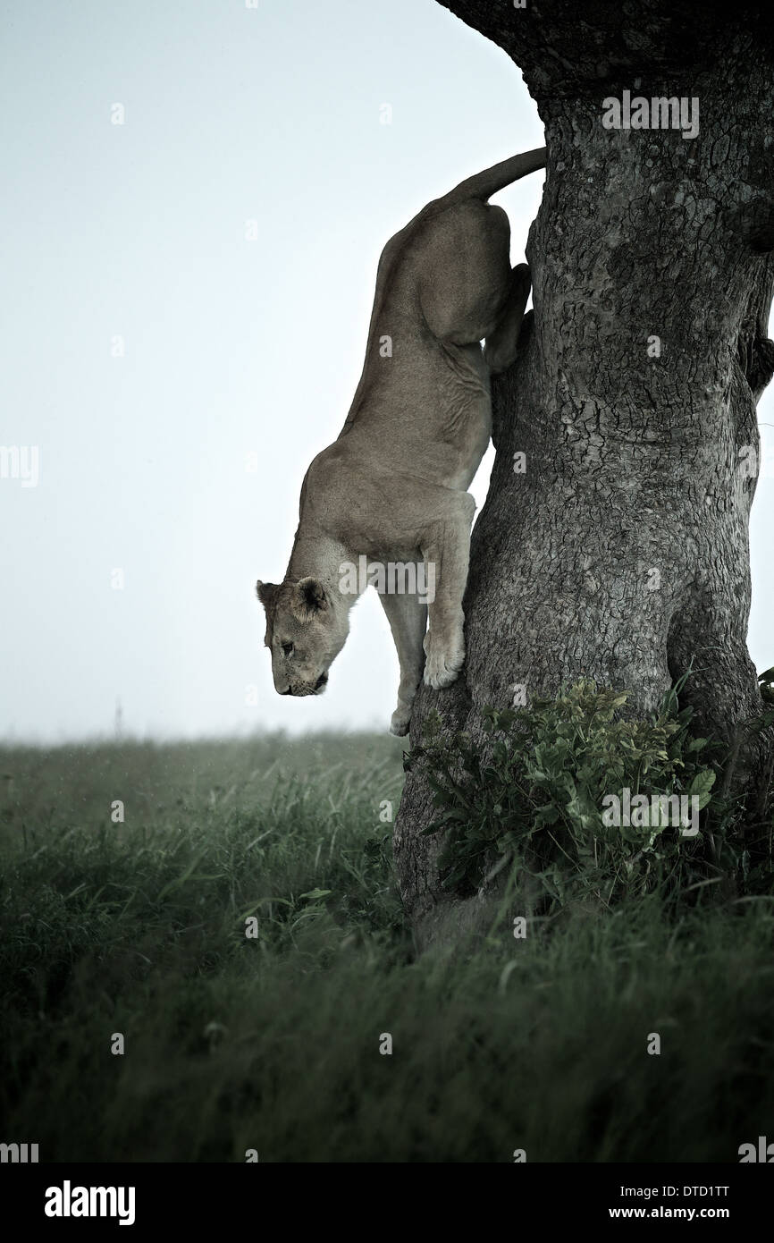 Lion down tree hi-res stock photography and images - Alamy