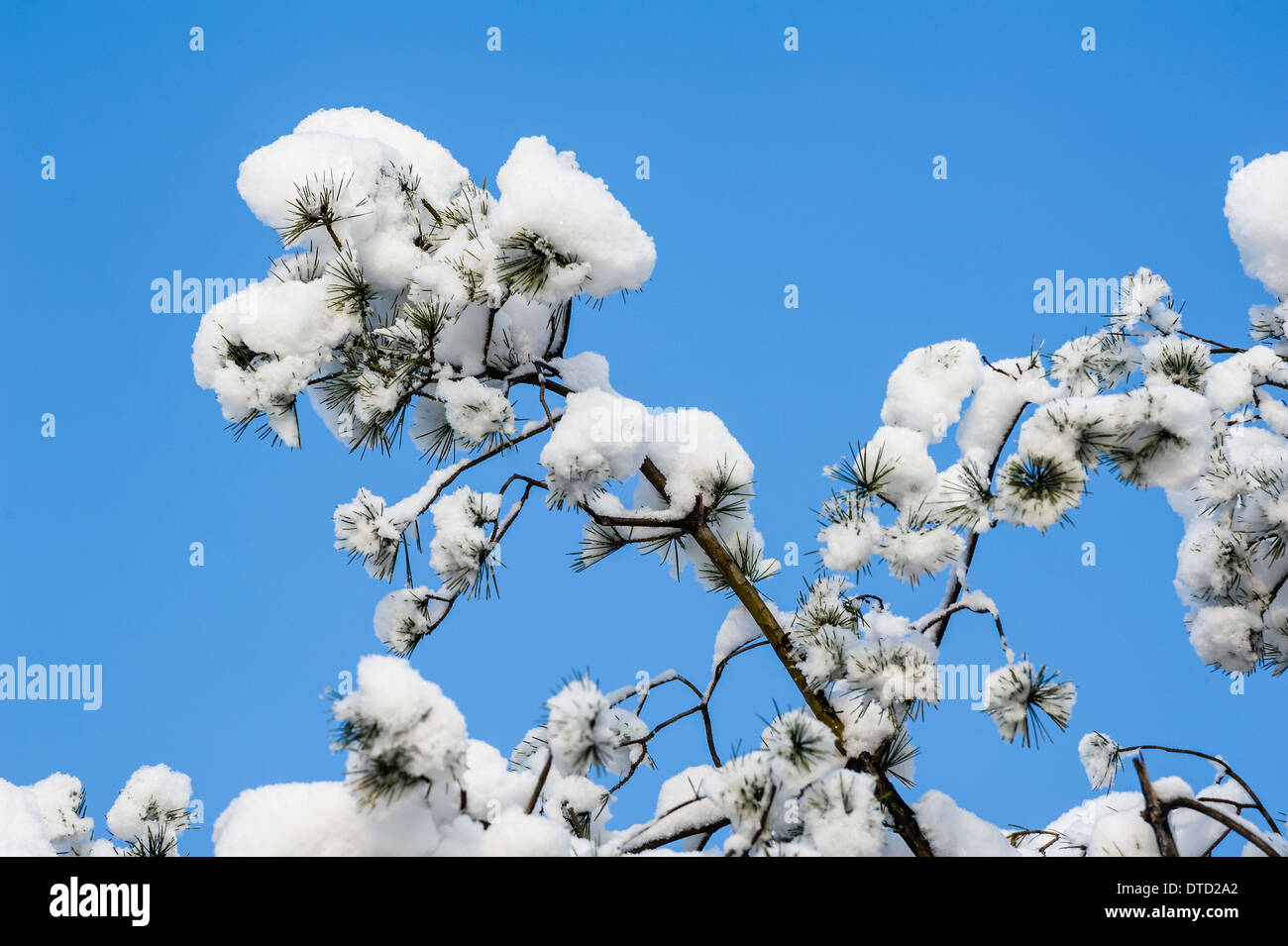 Pure white snow on tree hi-res stock photography and images - Alamy