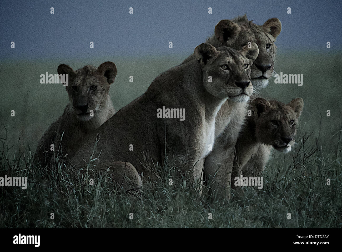 Lions stare into distance. Serengeti National Park. Tanzania. Africa ...