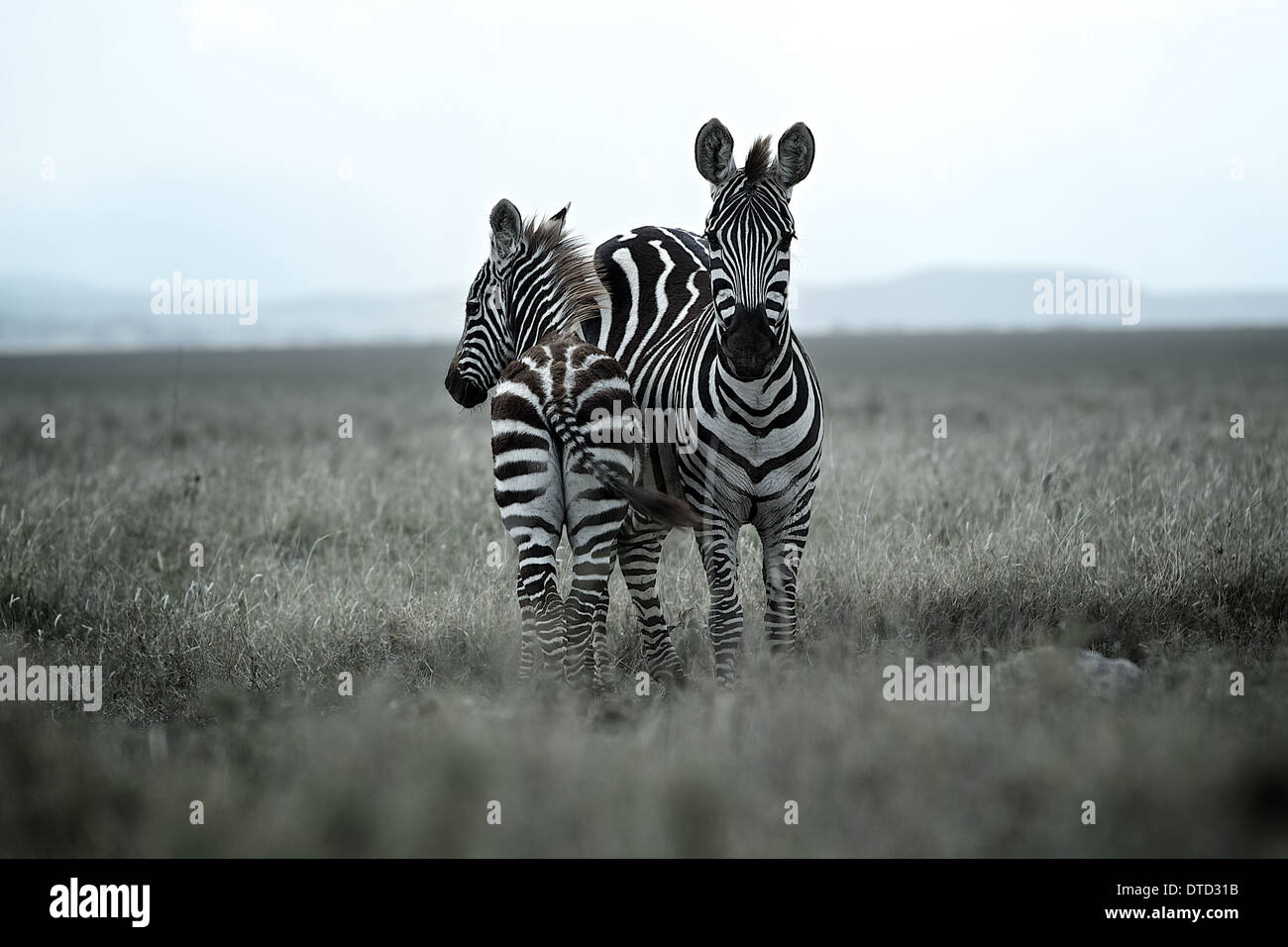 Zebra and Zebra foal on grass Savannah Serengeti National park Tanzania ...