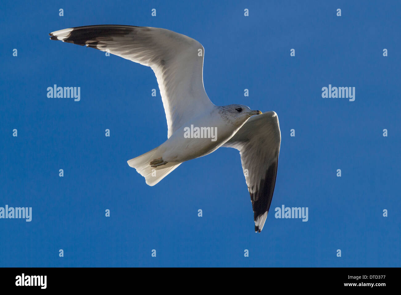 Common Gull (Larus canus) in flight, Cambridgeshire, England Stock ...