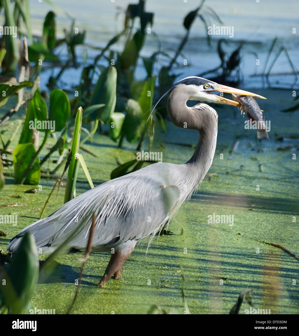 Great Blue Heron With A Fish Stock Photo - Alamy