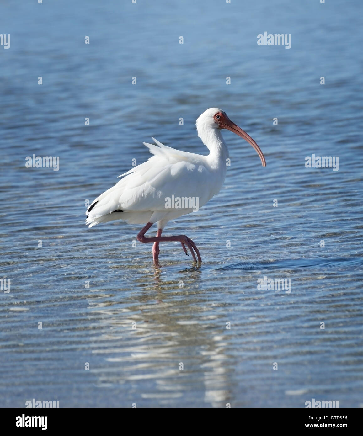 Water ibis hi-res stock photography and images - Alamy