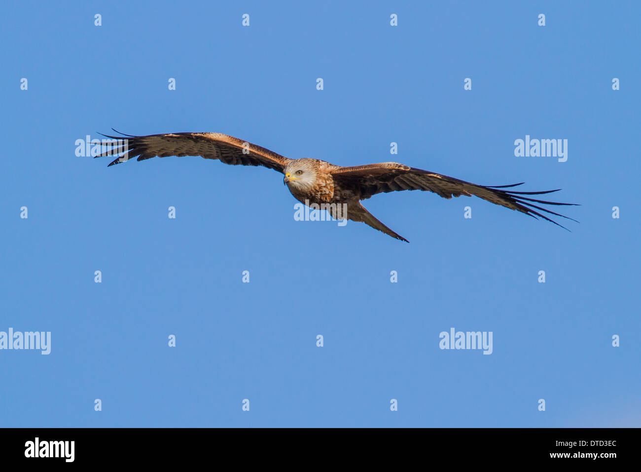 Red kite england hi-res stock photography and images - Alamy