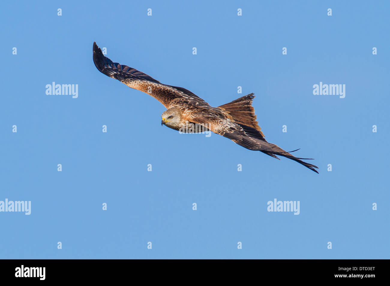 British red kite hi-res stock photography and images - Alamy