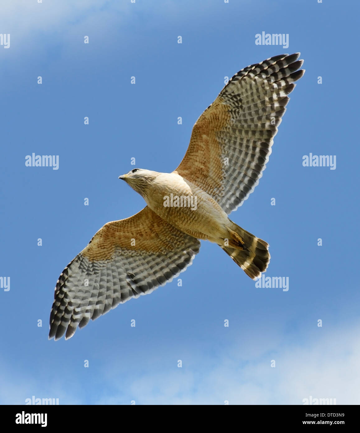 Red-shouldered Hawk In Flight Stock Photo - Alamy