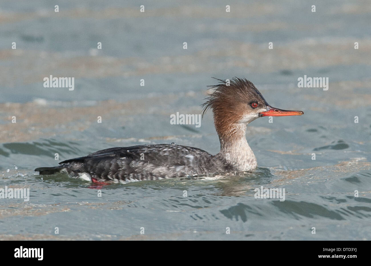 Widewater Lancing Uk High Resolution Stock Photography and Images - Alamy