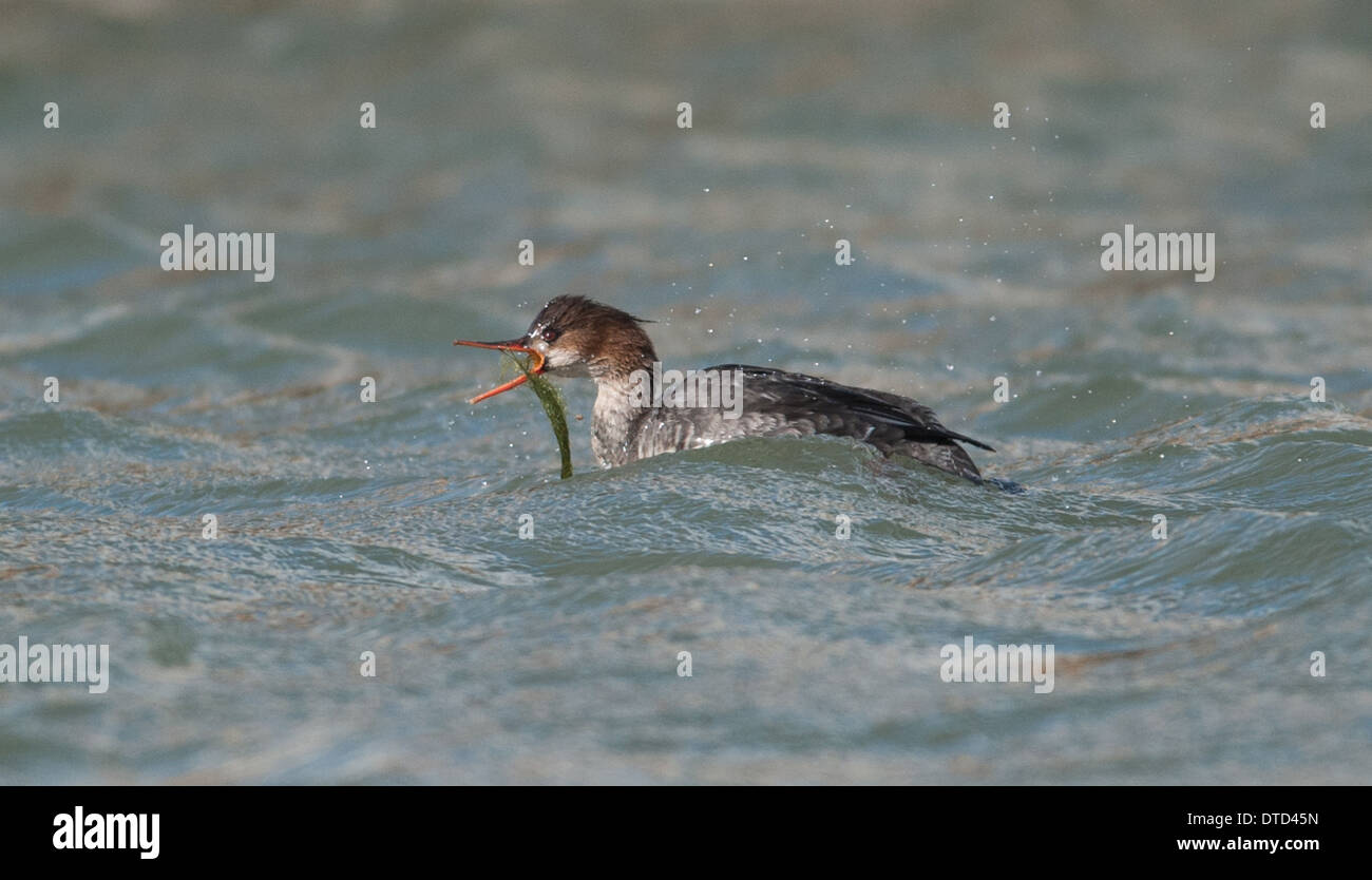 Widewater lancing uk hi-res stock photography and images - Alamy