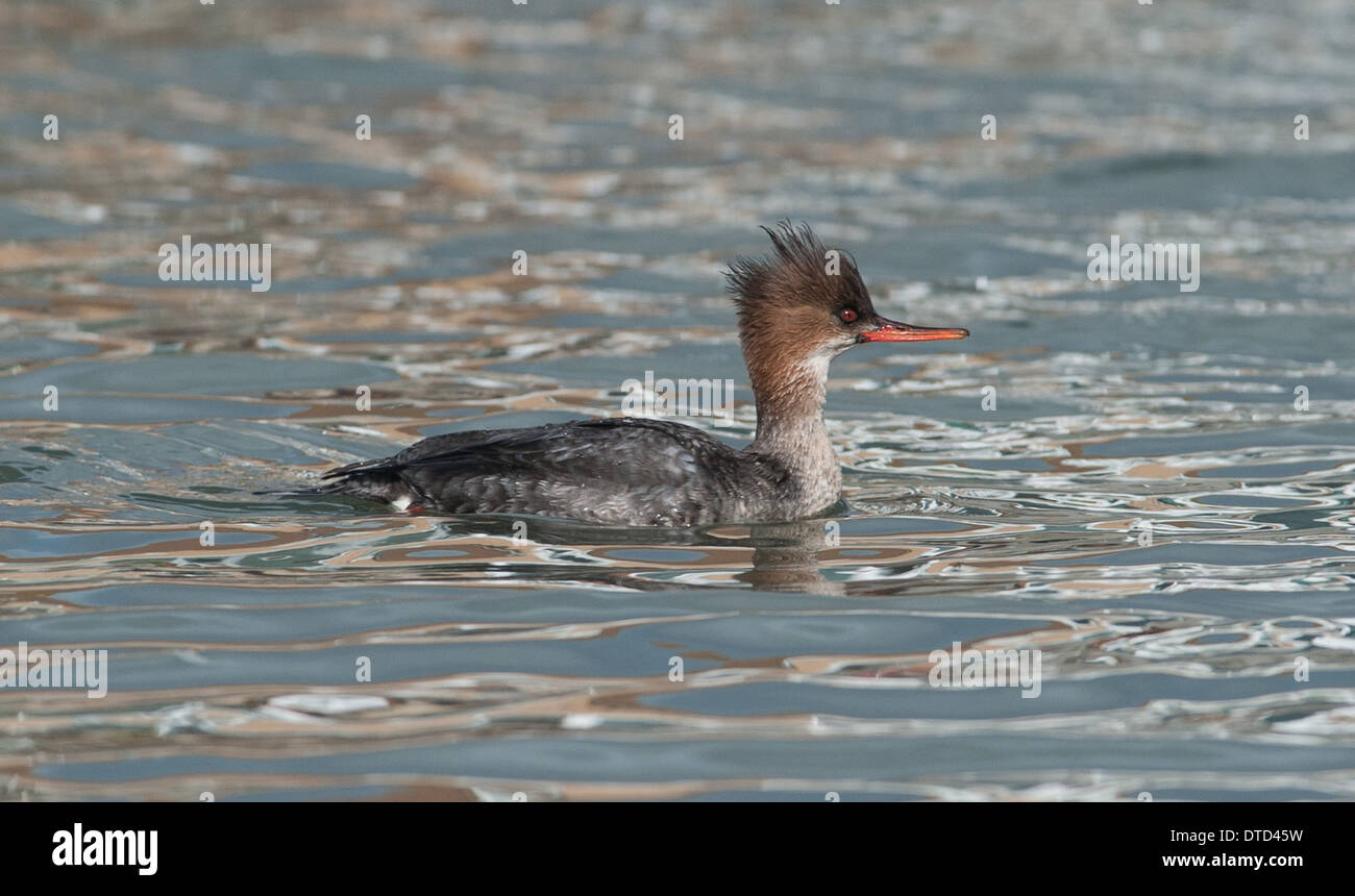 Widewater Lancing Uk High Resolution Stock Photography and Images - Alamy