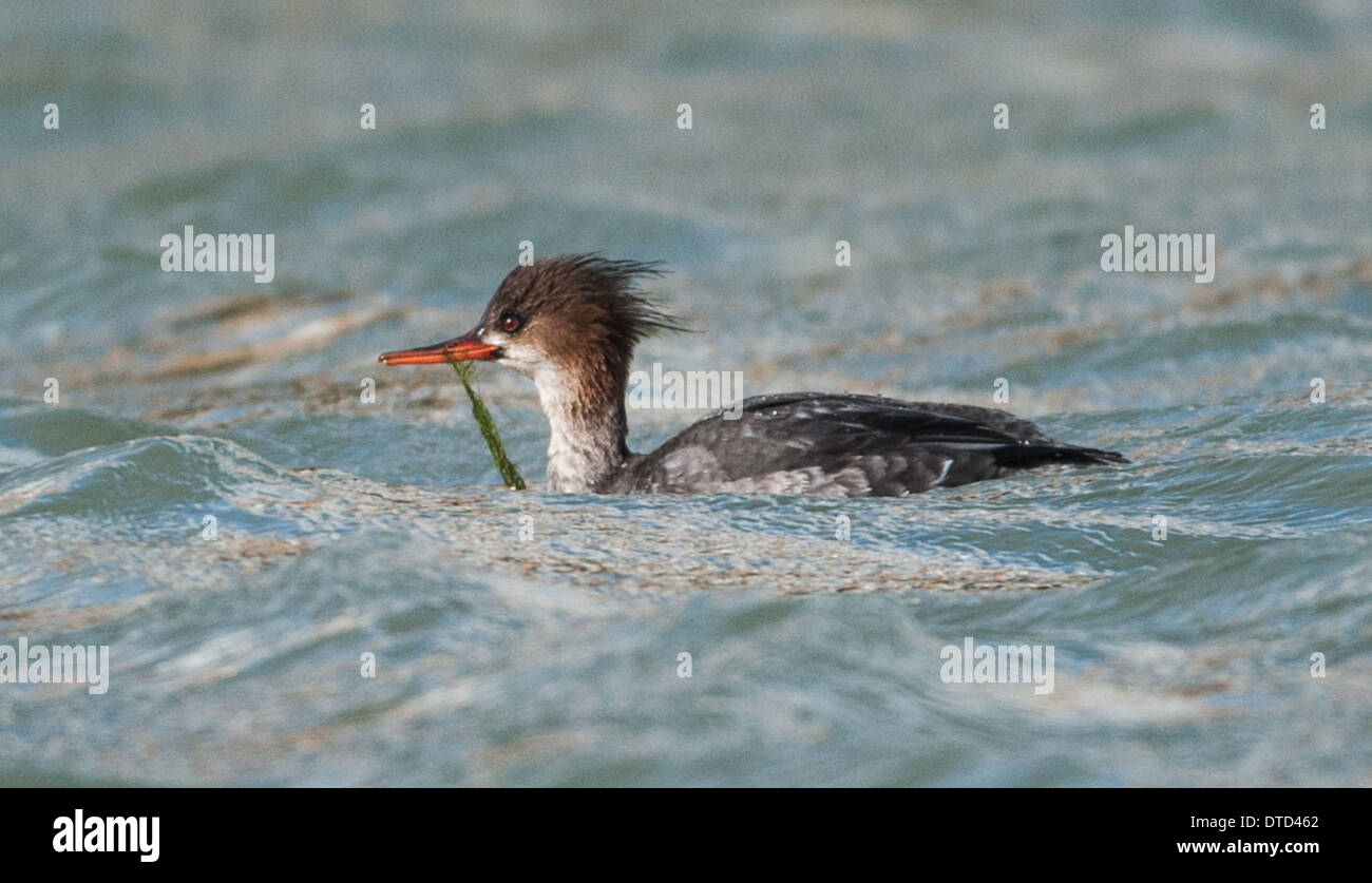Widewater lancing uk hi-res stock photography and images - Alamy