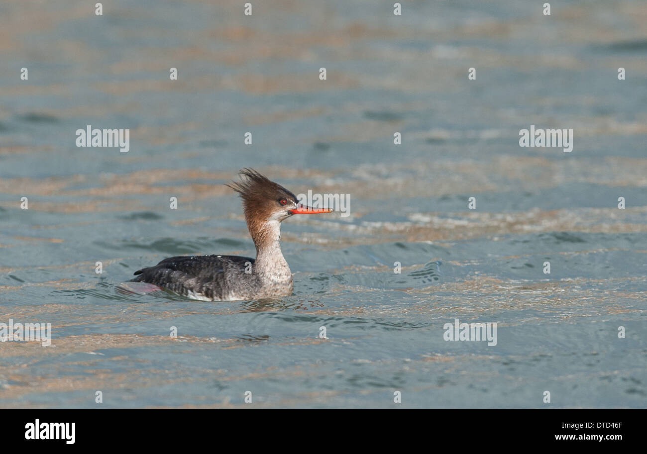 A Red-breasted Merganser duck at the Widewater nature Reserve in ...