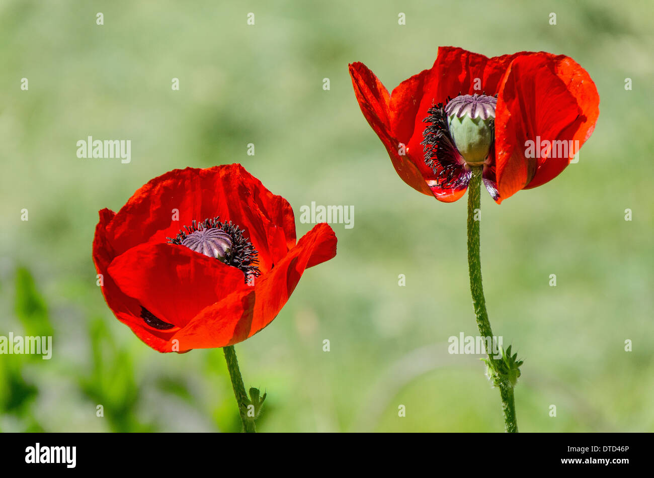 Close fade hi-res stock photography and images - Alamy