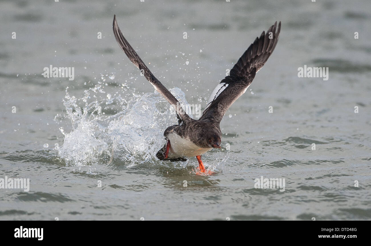 A Red-breasted Merganser duck at the Widewater nature Reserve in ...