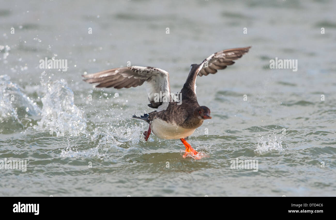 A Red-breasted Merganser duck at the Widewater nature Reserve in ...