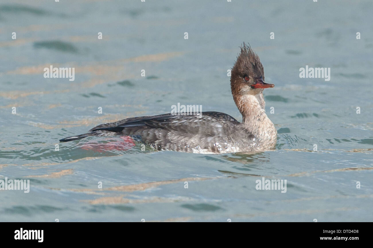 A Red-breasted Merganser duck at the Widewater nature Reserve in ...