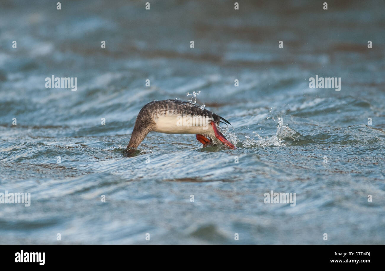 A Red-breasted Merganser duck diving at the Widewater nature Reserve in ...