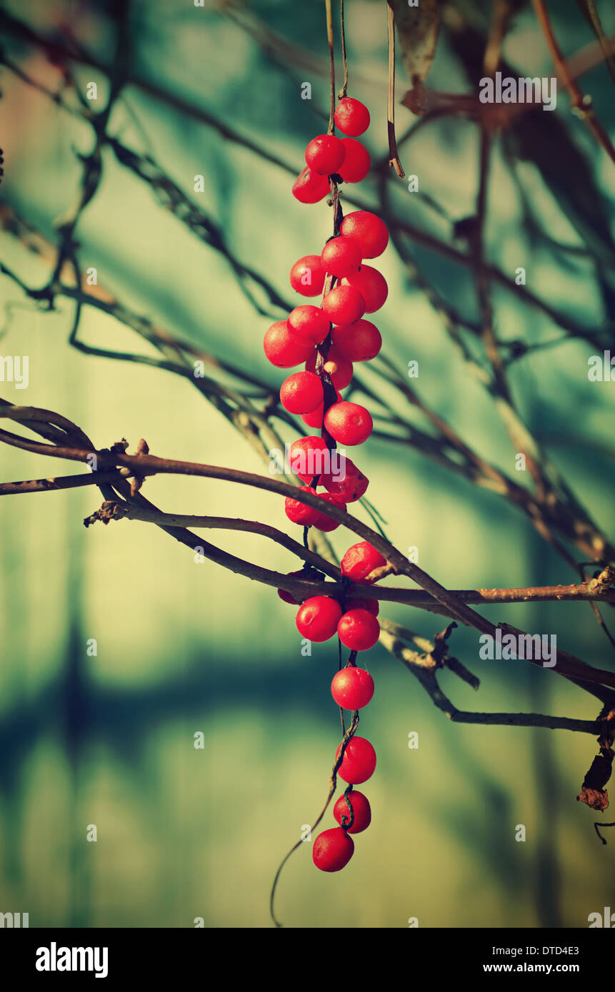 Schisandra chinensis berries hi-res stock photography and images - Alamy