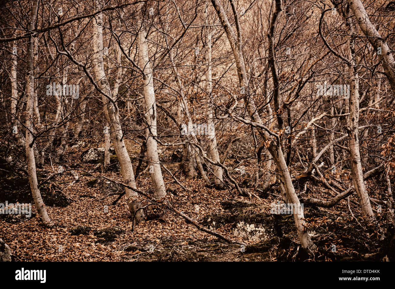 Dark mystical forest Stock Photo - Alamy