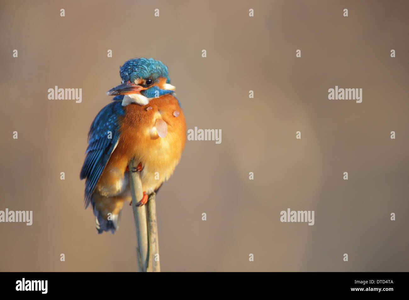 Wintering Kingfisher (Alcedo atthis) covered with little chunks of ice ...