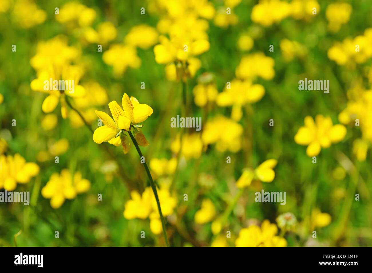 Spring yellow flowers Stock Photo - Alamy