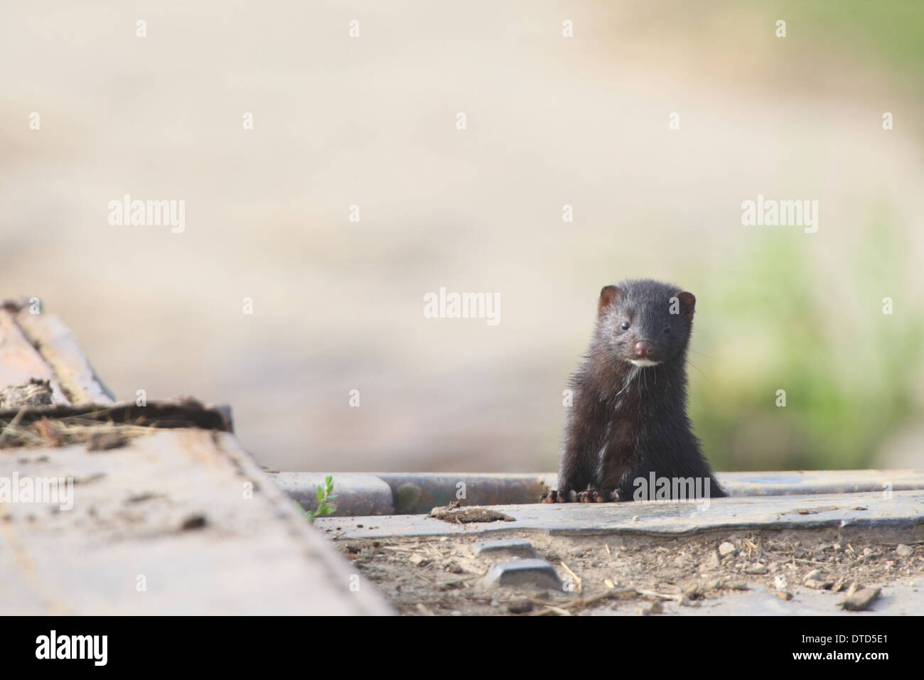 Mink Mustela Vison High Resolution Stock Photography and Images - Alamy