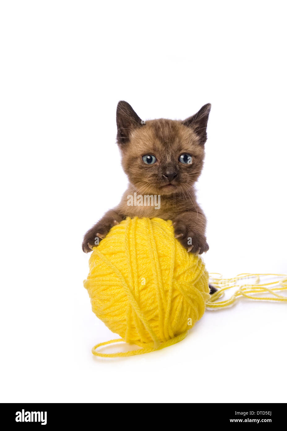 Cute Munchkin kitten with yellow ball of yarn isolated on white ...