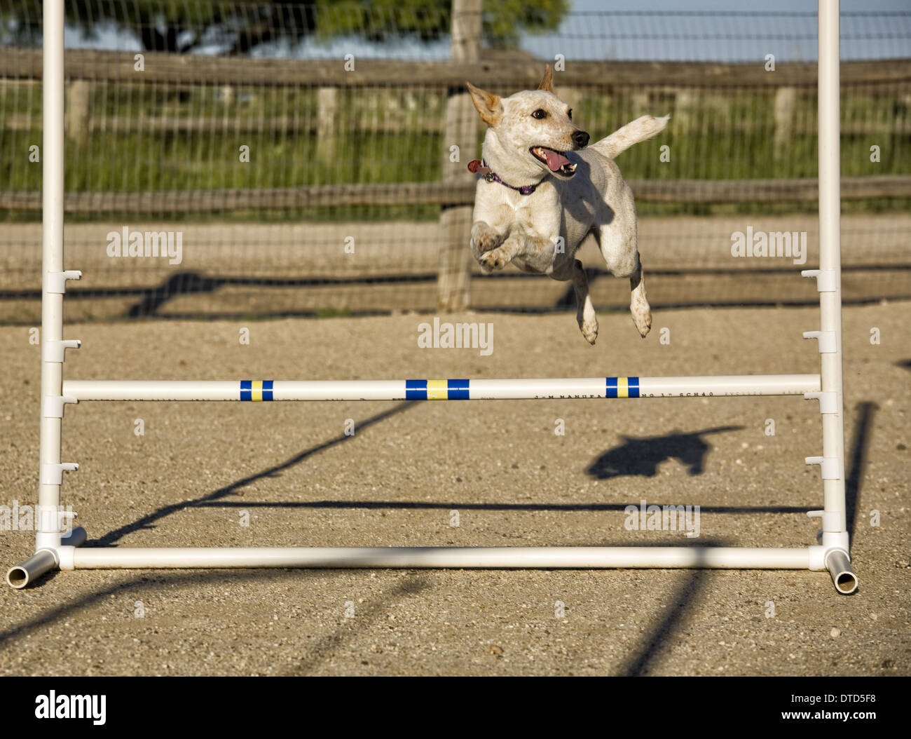 Cute dog jumping agility jump Stock Photo - Alamy
