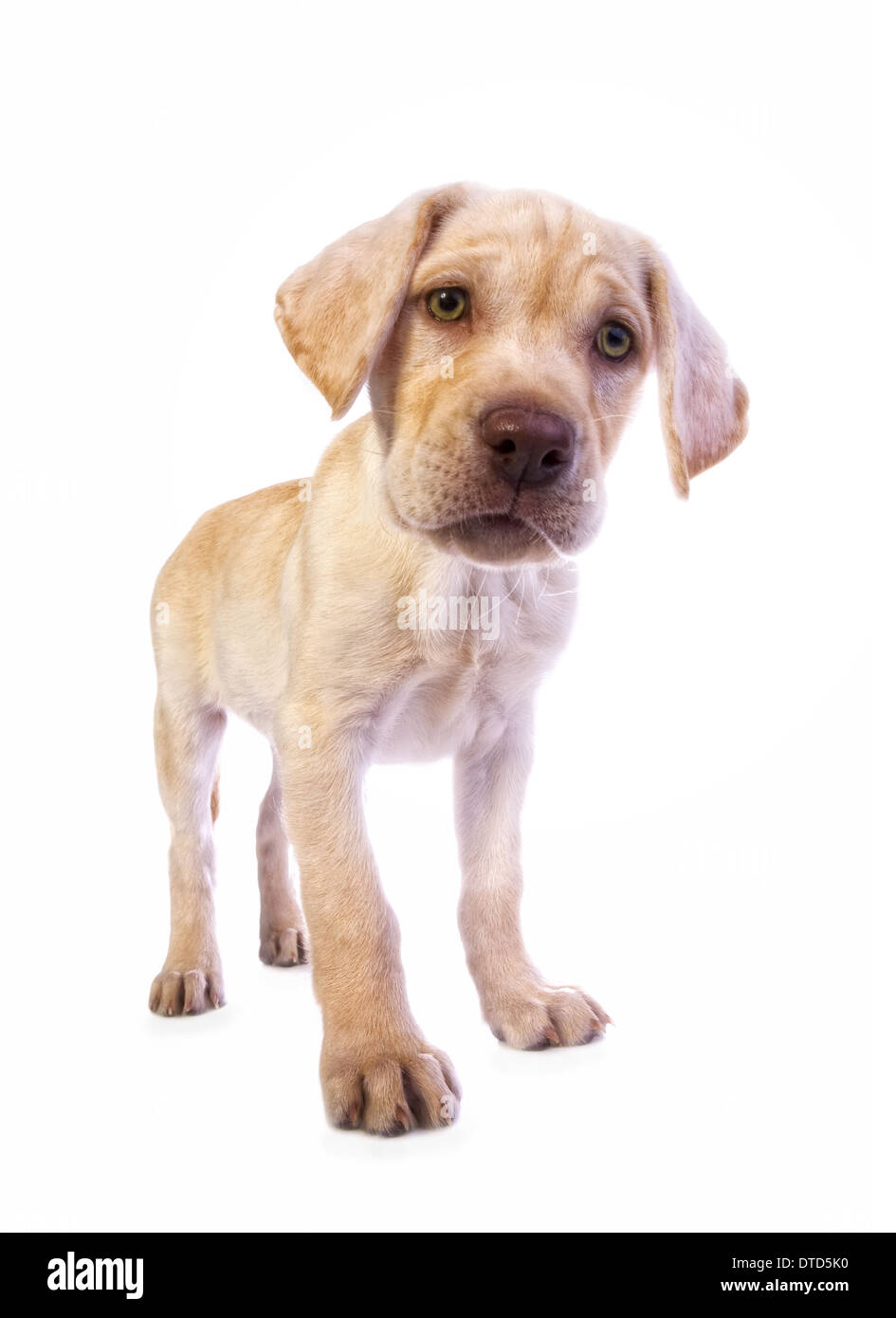 Adorable yellow Labrador Retriever puppy standing looking down isolated ...
