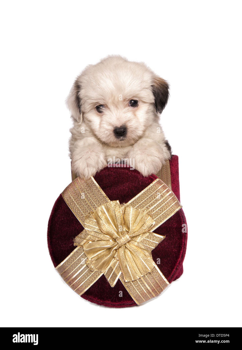 Adorable fluffy toy puppy in red and gold gift box isolated on white ...