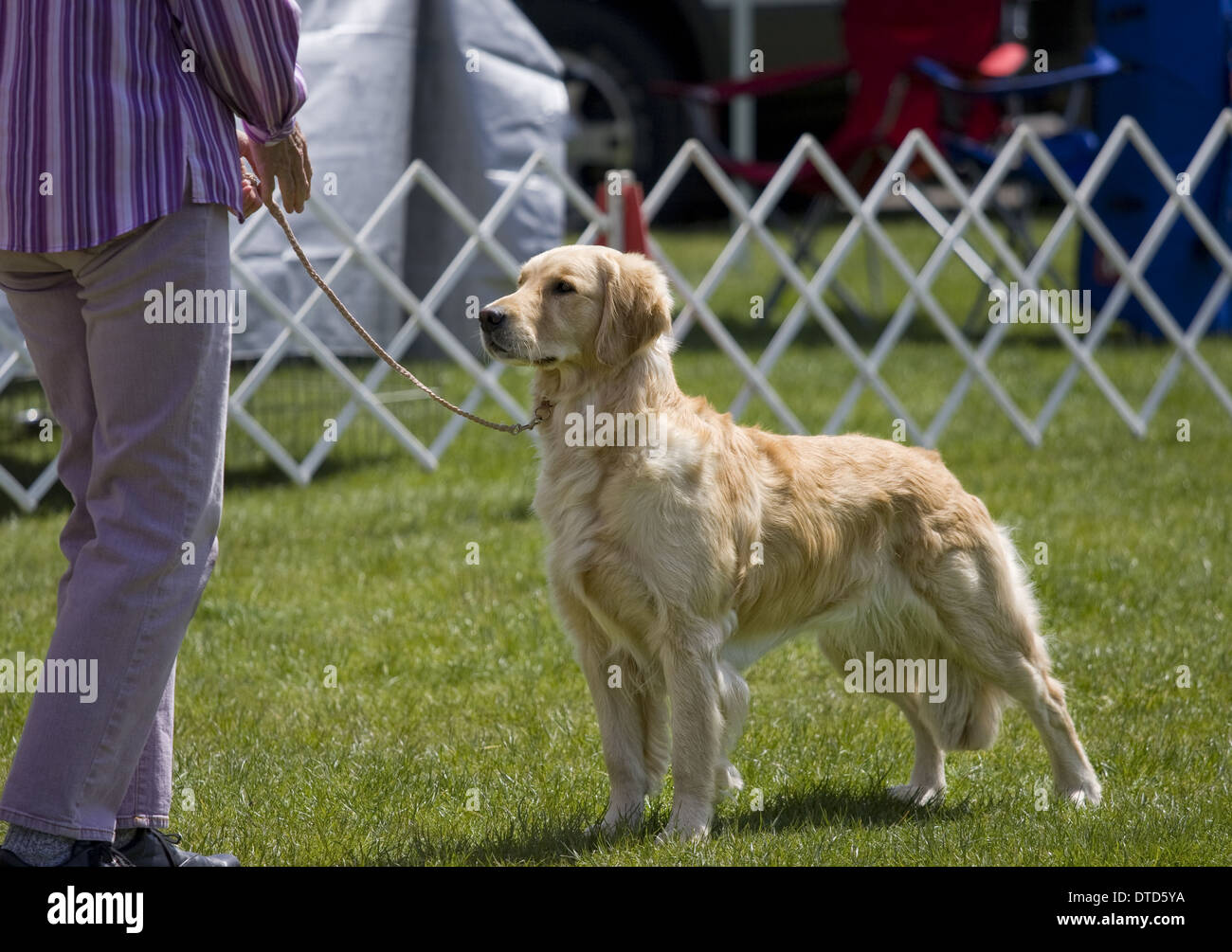 Golden retriever dog being shown at outdoor dog show Stock Photo - Alamy