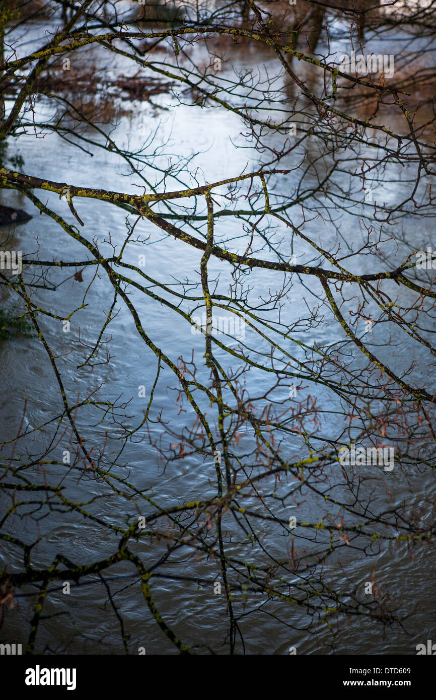 A tree without leaves with river in backgrount Stock Photo - Alamy