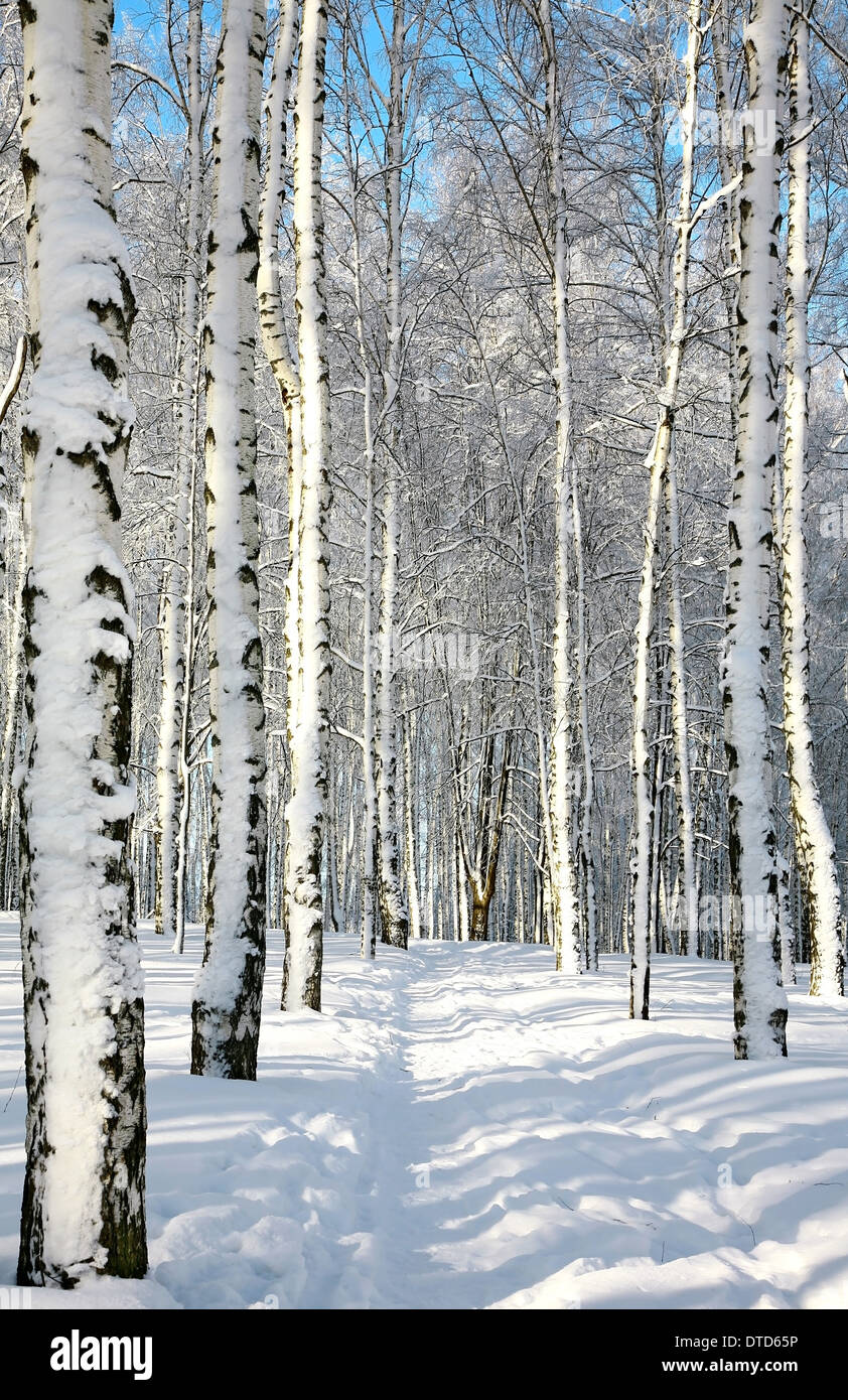 Pathway in sunny winter forest Stock Photo - Alamy