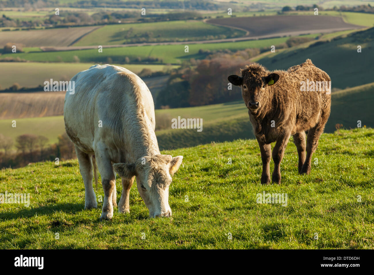 Sussex cattle hi-res stock photography and images - Alamy
