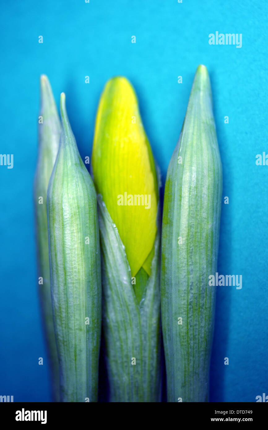 Daffodil flower buds covered hi-res stock photography and images - Alamy