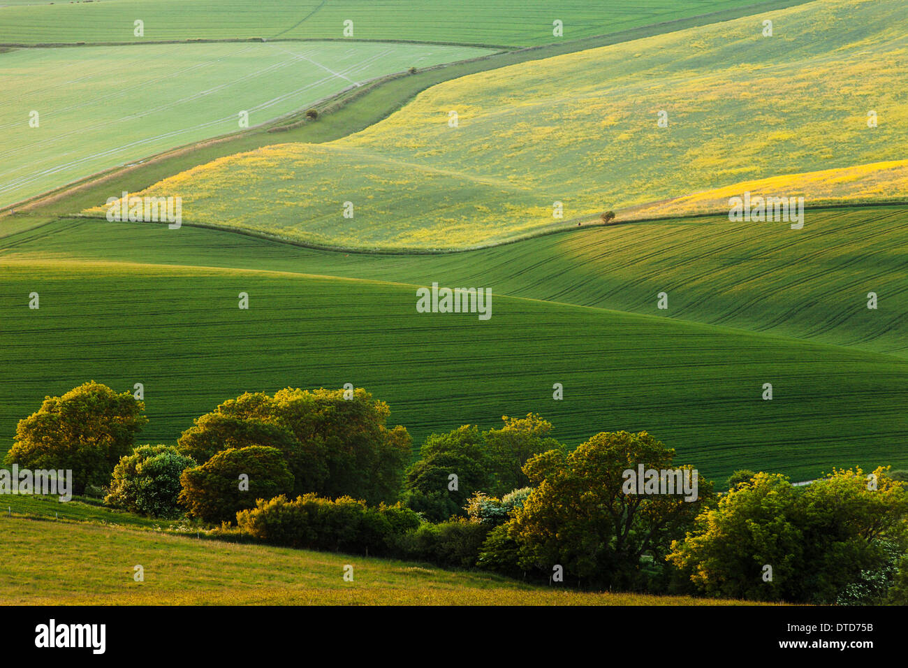 Spring on the South Downs, West Sussex, England Stock Photo - Alamy