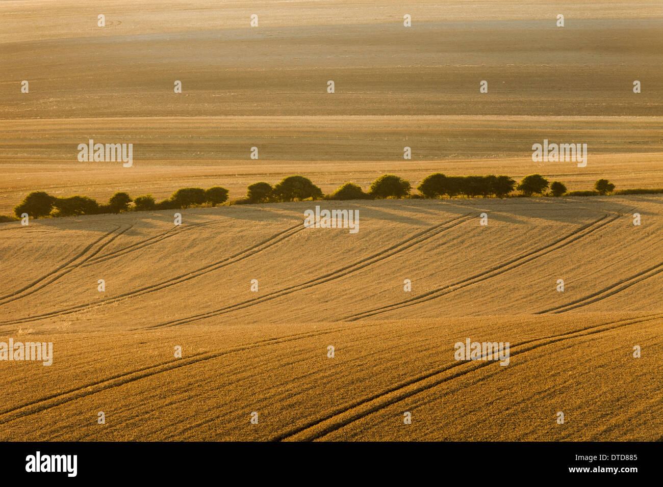 Summer evening in South Downs National Park, East Sussex, England Stock ...
