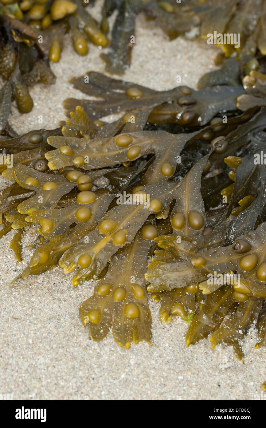 bladder wrack, bladderwrack, bladder fucus, rock wrack, kelp ...