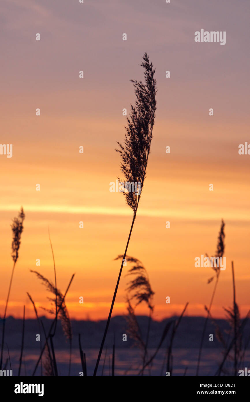 Snow winter winter sky sky landscape hi-res stock photography and ...