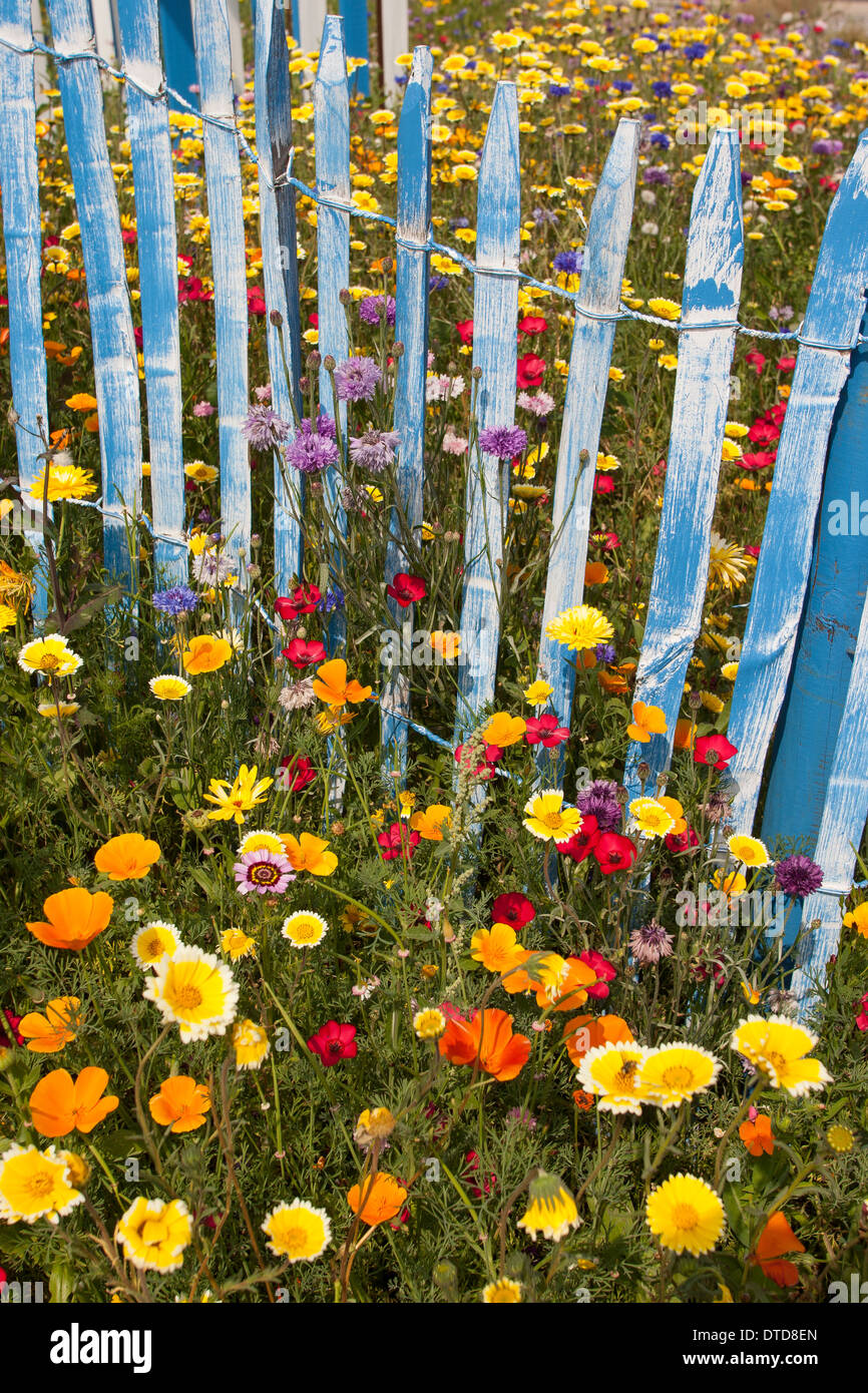 Blumenwiese garden hi-res stock photography and images - Alamy