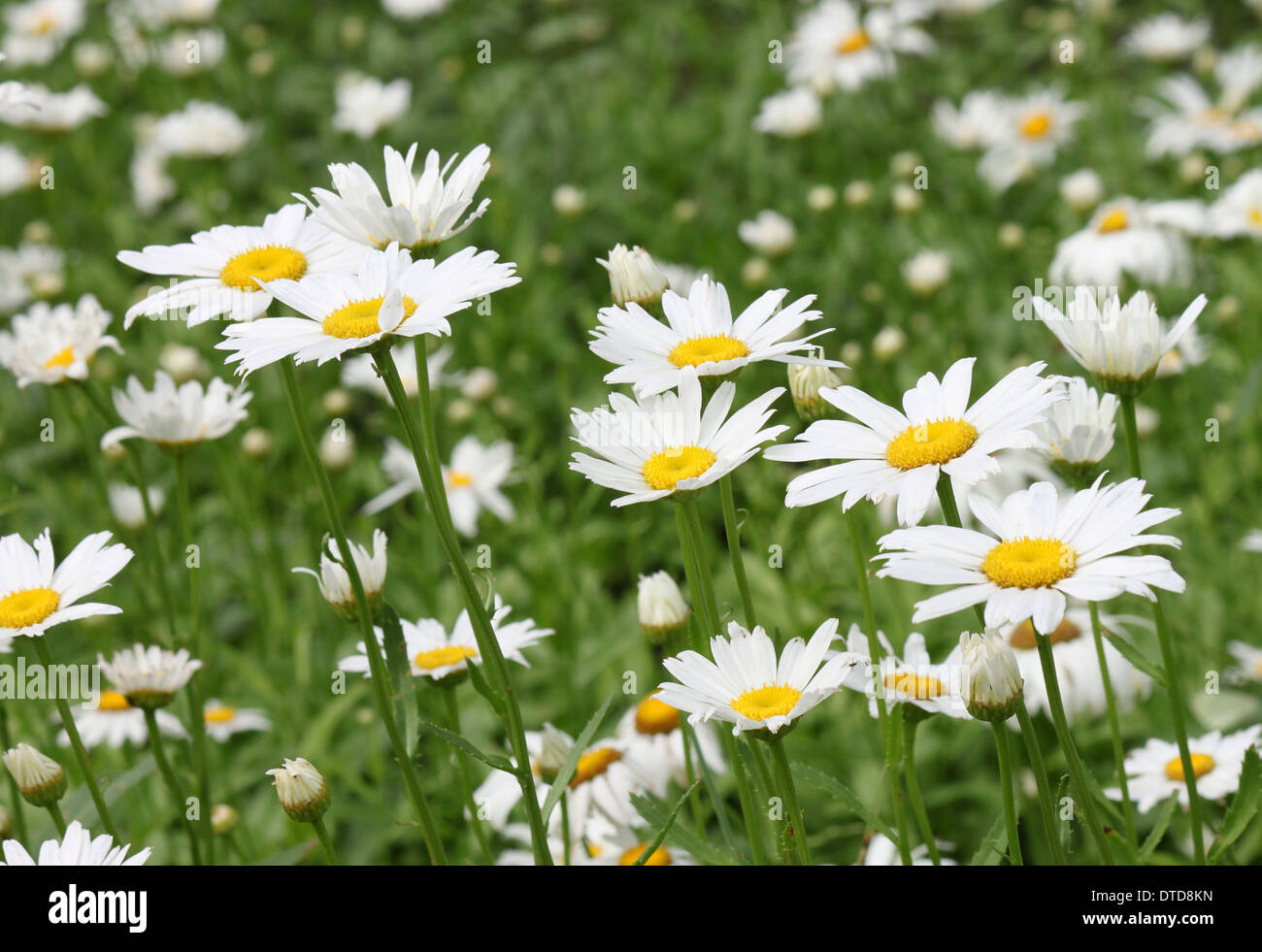 Close up daisy flower hi-res stock photography and images - Alamy