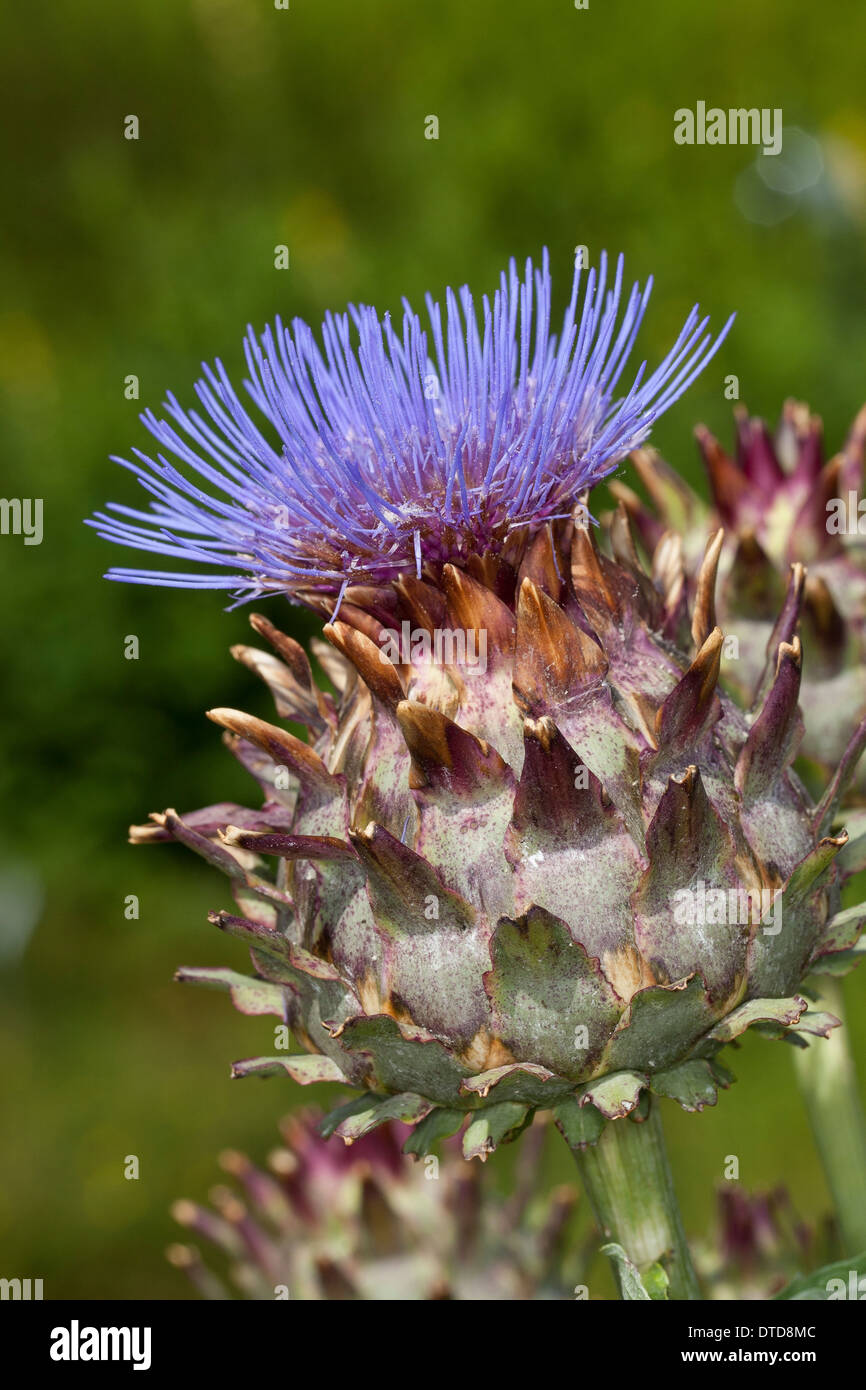 Cardone hi-res stock photography and images - Alamy