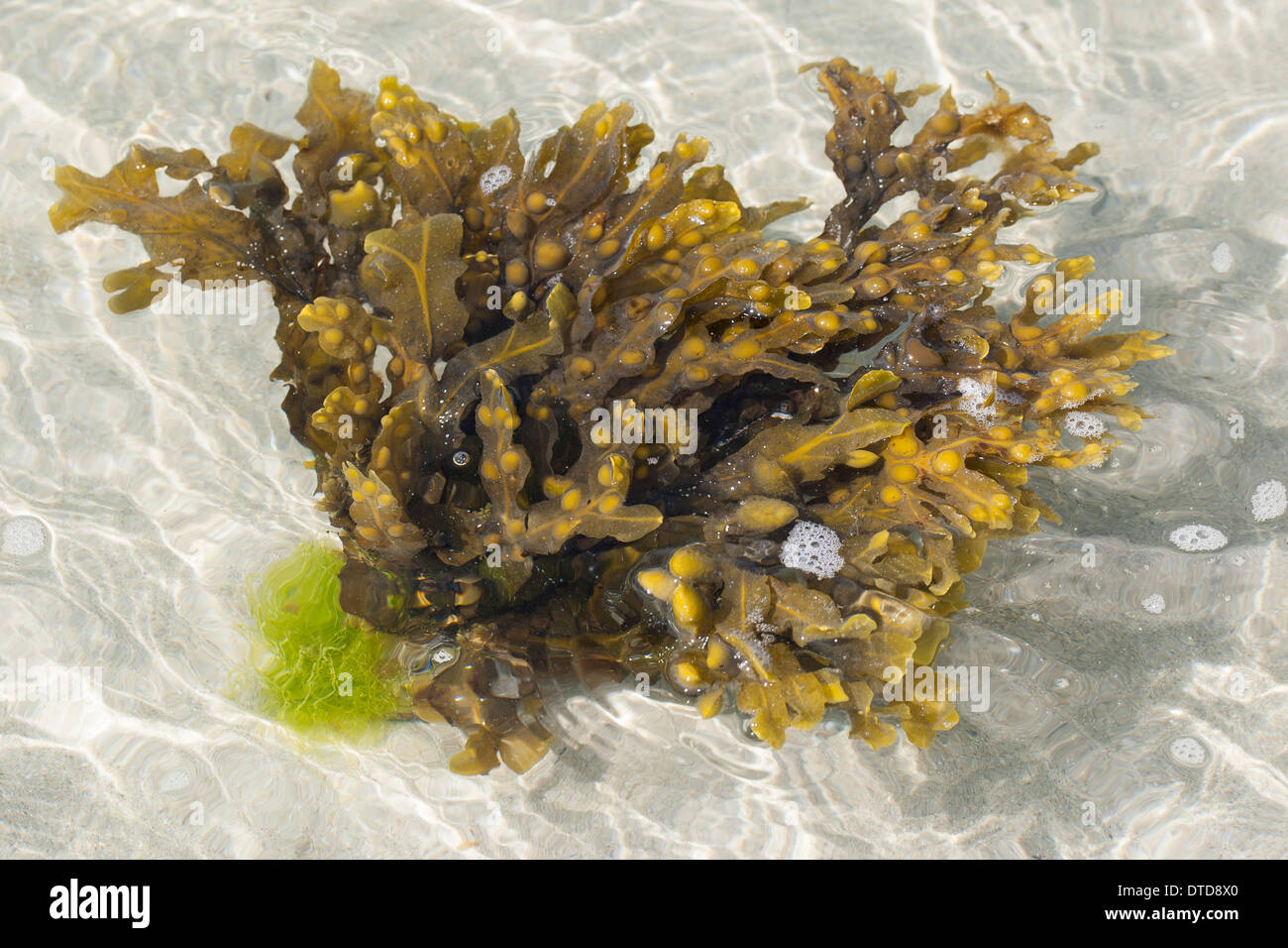 Fucus vesiculeux hi-res stock photography and images - Alamy