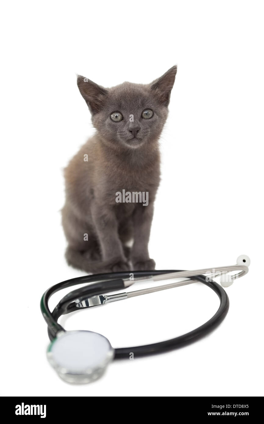 Cat stethoscope hi-res stock photography and images - Alamy